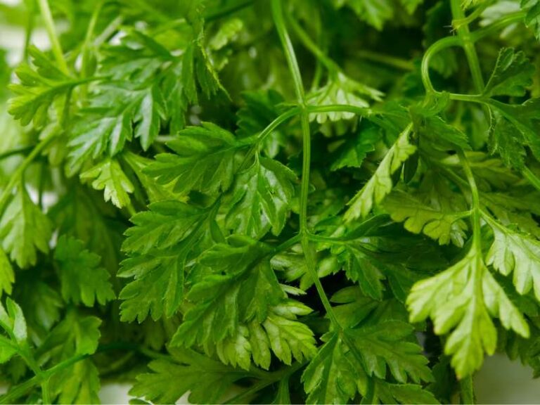 Best Substitutes for Tarragon - Cooking My Dreams